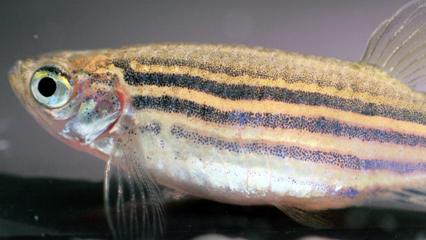 Personality Changes Can Affect Fish Body Shape, Locomotion | Genetic ...